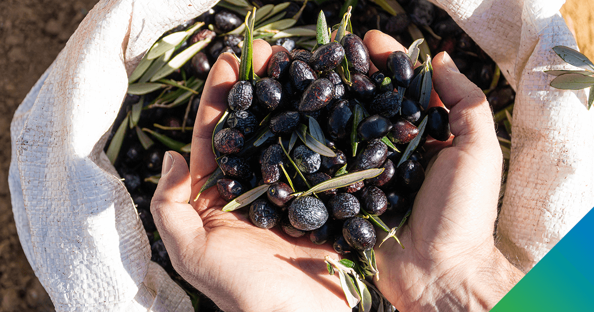 California Olive Ranch Case Study Case Study | Reporting & Analytics ...