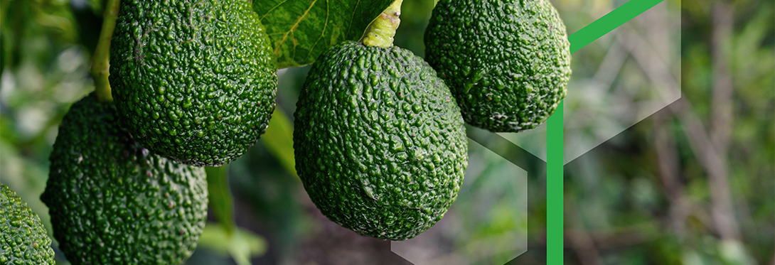 Mission Produce Case Study Case Study | Reporting & Analytics | insightsoftware