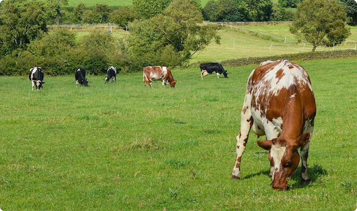 SAP S/4HANA Central Finance Implementation | insightsoftware